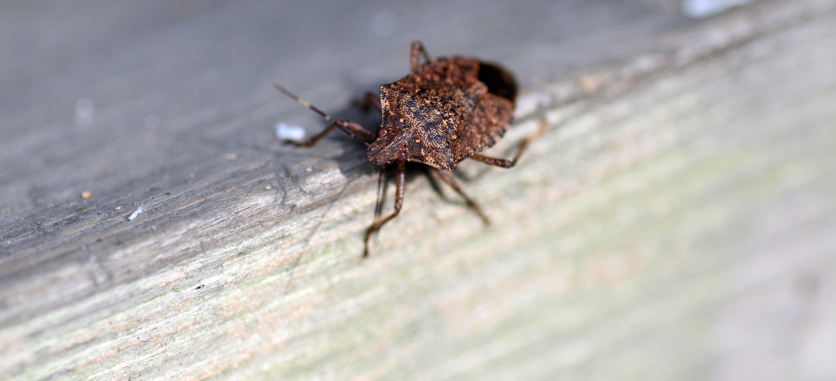 How to Get Rid of Stink Bugs | Breda Pest Management